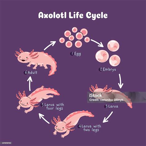 Vetores De Infográfico Do Ciclo De Vida Do Axolote Estágios De