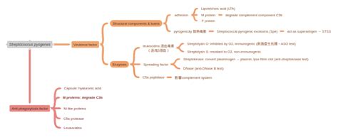 Streptococcus Pyogenes Coggle Diagram