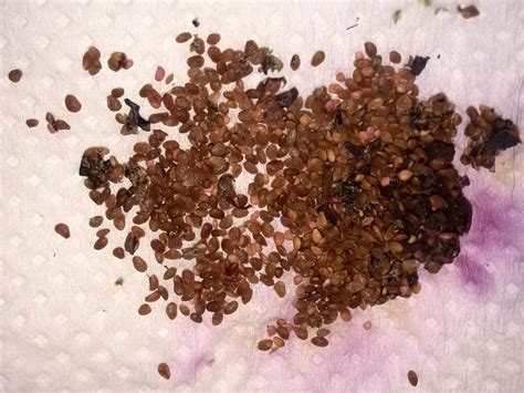 How To Grow Blueberries From Seeds Gardenoid