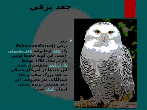 پاورپوینت مطالعات اجتماعی نهم زیست بوم توندرا گاما