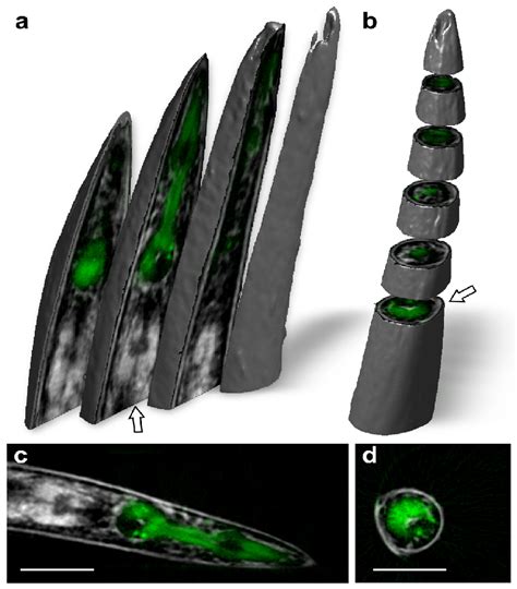 3d rendering of the anterior part of the c elegans body a b 3d