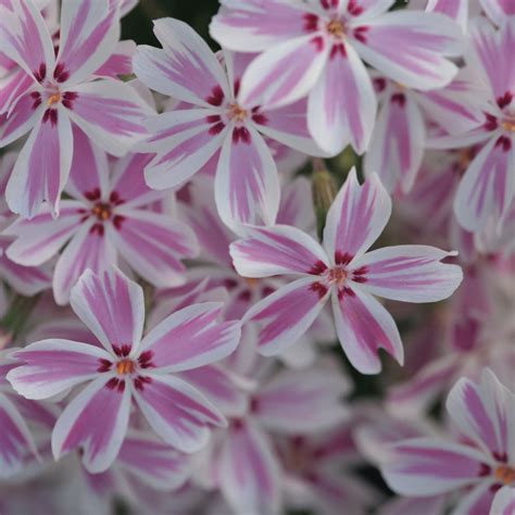 Phlox Subulata Candy Stripe Creeping Phlox Thrift 1 Evergreen Nursery Inc