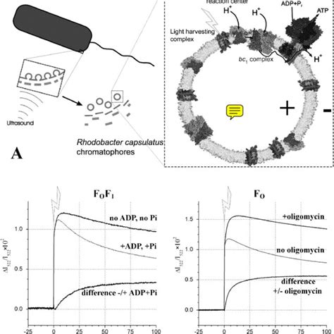 Cartoon Representation Of Bacterial Atp Synthase Crosssection Only Download Scientific