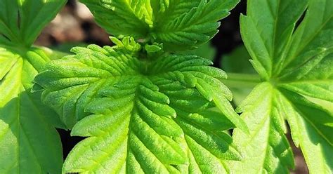 Fourth Node Mutation Album On Imgur