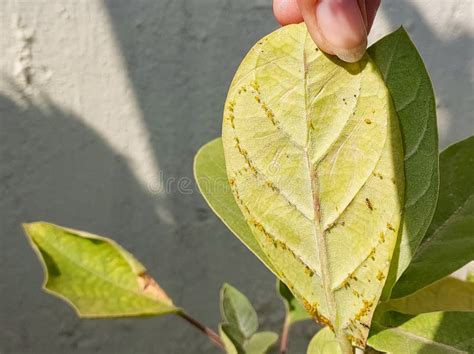 Small Parasites Bugs Insects Affecting Plants Disease In Leaves