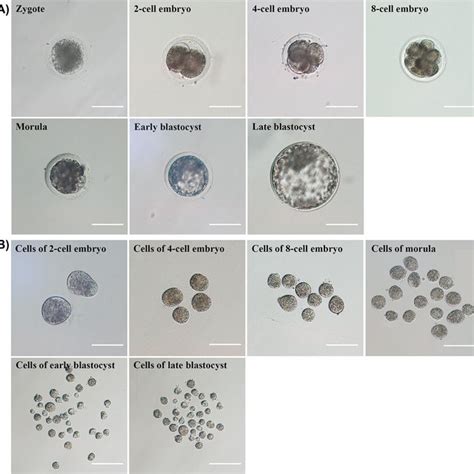 Mosaic And Regulative Development A The Difference Between Mosaic Download Scientific