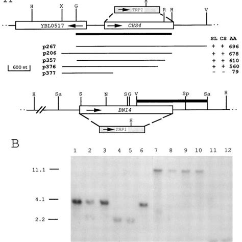 A Physical Maps Of The Chs4 And Bni4 Regions And Structures Of The Download Scientific