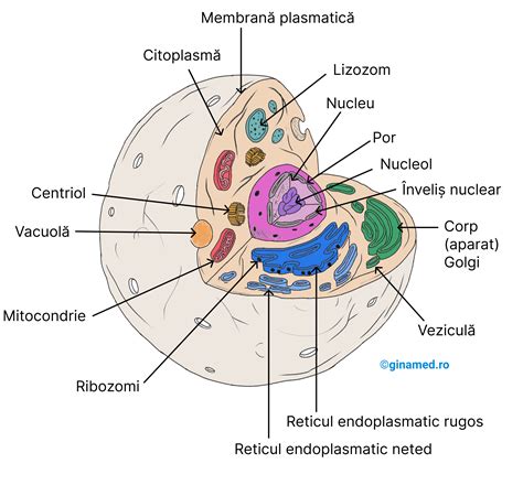 Celula și Fiziologia Celulară Biologie Barrons Ginamed