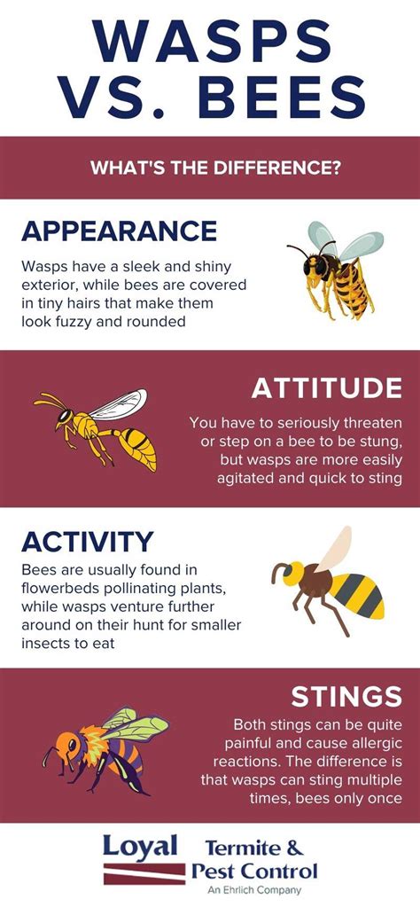 Wasp Vs Hornet Sting