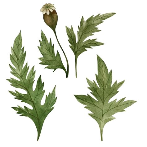 Un Dibujo De Una Flor Y Un Capullo Foto Premium