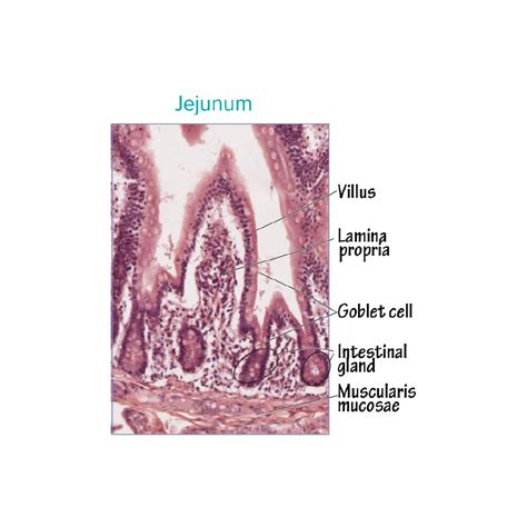 Jejunum Histology Layers
