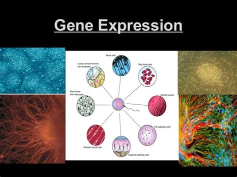 Cell Differentiation And Differential Gene Expression