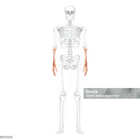 골격 팔뚝 인간 Ulna 반경 부분적으로 투명한 뼈 위치를 가진 손 앞뒤보기 해부학적으로 정확한 3d 사실적인 평면 자연 색상