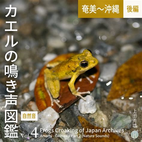 カエルの鳴き声を集大成した「音のカエル図鑑」シリーズ最終巻『カエルの鳴き声図鑑 Vol 4 奄美〜沖縄 後編』サブスク配信開始。4作で全49種