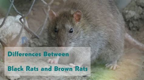 Black Rats Vs Brown Rats How To Tell Them Apart Pictures
