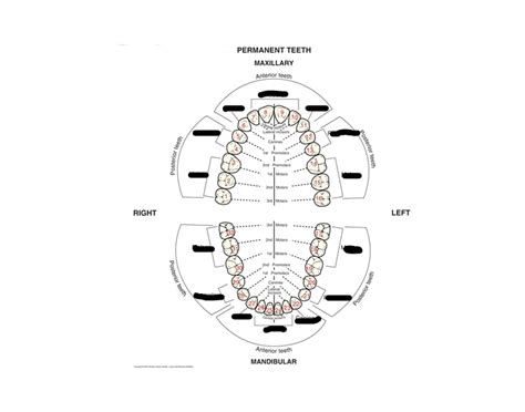 Primary Teeth Numbering