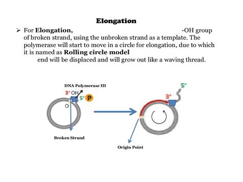 Rolling Circle Model And M Bacteriophage Replication PPT