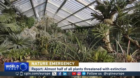 Half Of Plant Species At Risk Of Extinction Says New Report Cgtn