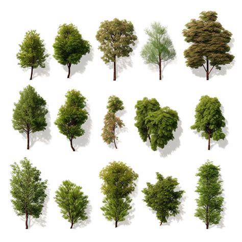 Premium Photo Collection Realistic Trees Isolated On White Background