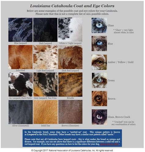 Catahoula Leopard Dog Coat Colors At Elizabeth Burrows Blog