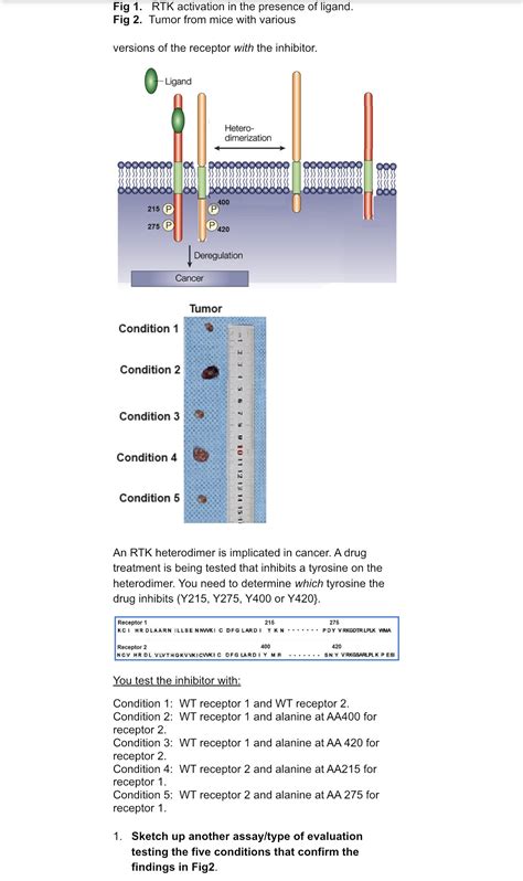 Solved Fig 1 ﻿rtk Activation In The Presence Of Ligandfig