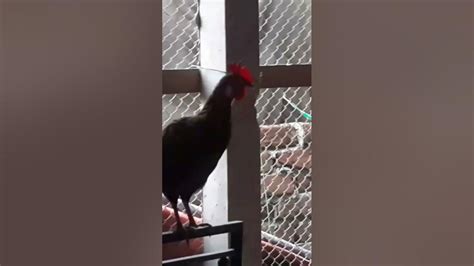 দেশি কচি মোরগ🐓 Youtube