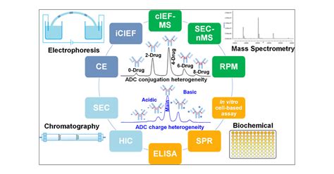 In Depth Structure And Function Characterization Of Heterogeneous Interchain Cysteine Conjugated