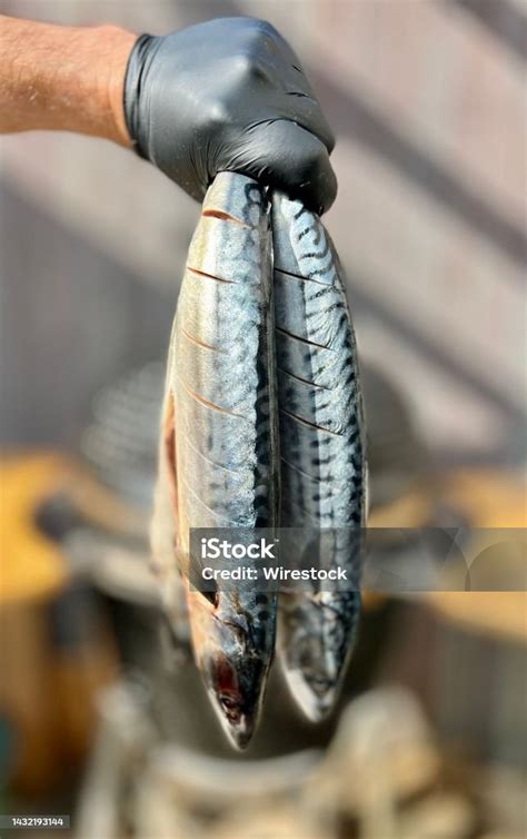 바베큐를 준비 할 준비가 된 건강한 고등어 물고기를 들고있는 남자의 손의 클로즈업 샷 건강한 생활방식에 대한 스톡 사진 및 기타 이미지 건강한 생활방식 건강한 식생활