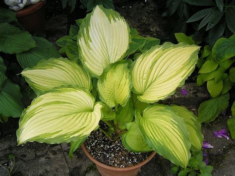 Сад Флоранс - Хосты - (Hosta)