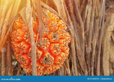 Non Edible Tropical Pandan Fruit Or Pandanus Which Grows From Palm Trees In Sri Lanka Pandan