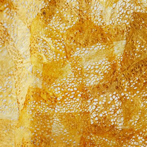 Insect Cocoons Institute Of Making