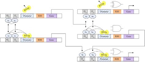 Genetic 1 Bit Full Adder Structure The Structure Is Constructed By The