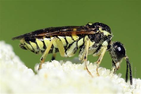 Photo 79538 Tenthredo Notha