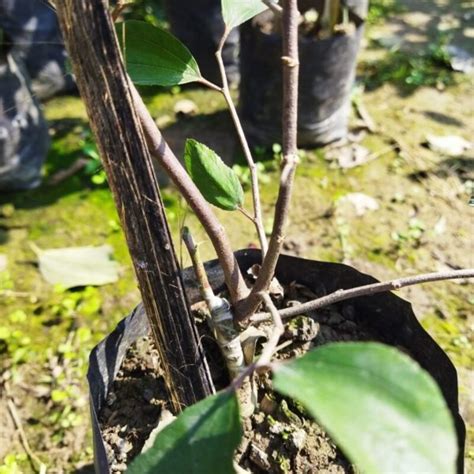 Buy Grafting All Time Red Apple Ber Fruit Plants Online India