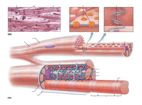 Cardiac Tissue Diagram Quizlet