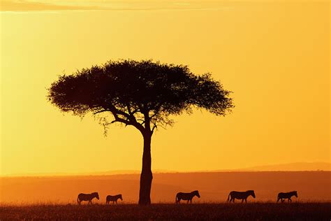 Common Zebra Group At Sunrise In Savannah Kenya Photograph By Eric