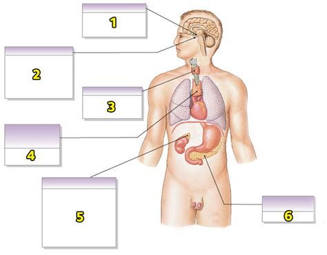 Chapter 18 Lab Diagram Quizlet