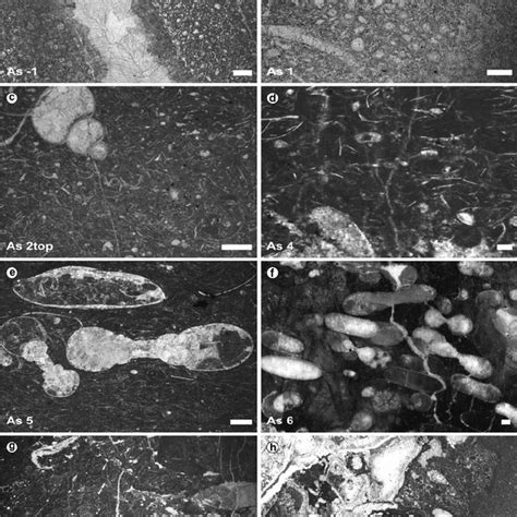 Thin Section Photographs Of Facies As 1 To As 9 X Kartoz Download Scientific Diagram