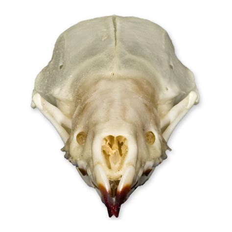 Water Shrew Skull
