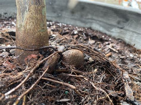 Girdling Root On Newly Purchased Japanese Maple R Arborists
