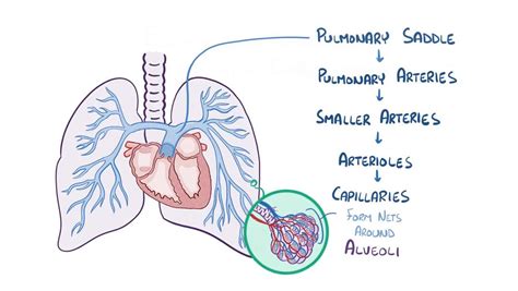 Saddle Pulmonary Embolism Causes Symptoms And Treatments 50 Off