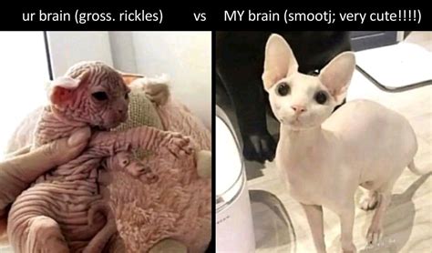 The Best Sphynx Memes Memedroid