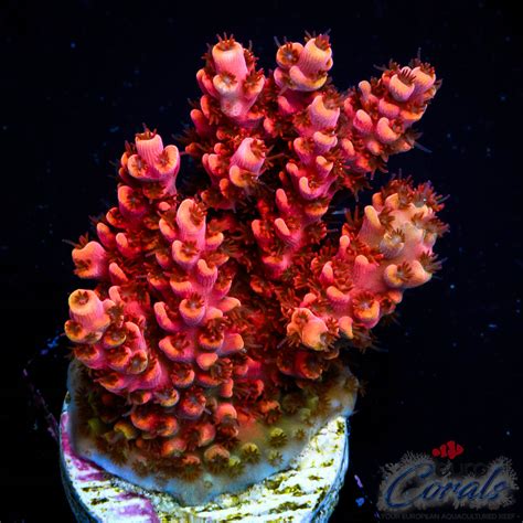 Ec Wow Table Acro Ex Euro Corals