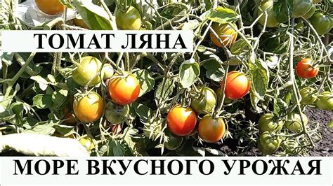 Томат Ляна, посадил и забыл, популярный сорт среди низкорослых, с ...