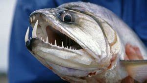 8 Fish With Teeth You Dont Want To Lip Game And Fish