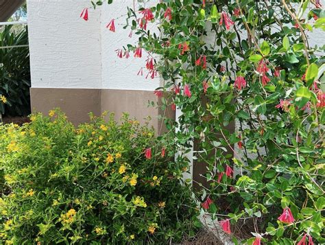 Jatropha Jatropha Integerrima — Florida Native Plants Nursery