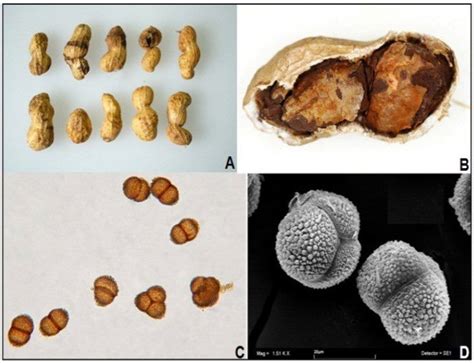 A Peanut Pods Showing Symptoms Of Hypertrophy Caused By Smut B Pod
