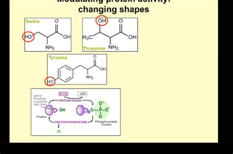 Lecture 5 Secondary Messengers And Extracellular Signalling Flashcards Quizlet