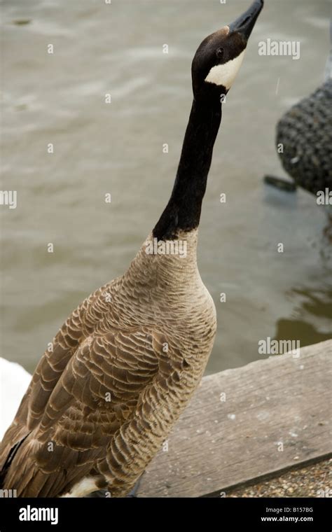 Wildlife Geese Swans Stock Photo Alamy