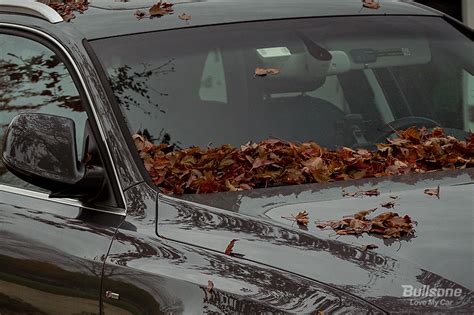 벌레자국 새똥 나무 수액 송진 가을철 자동차 얼룩 버그크리너로 셀프 제거법